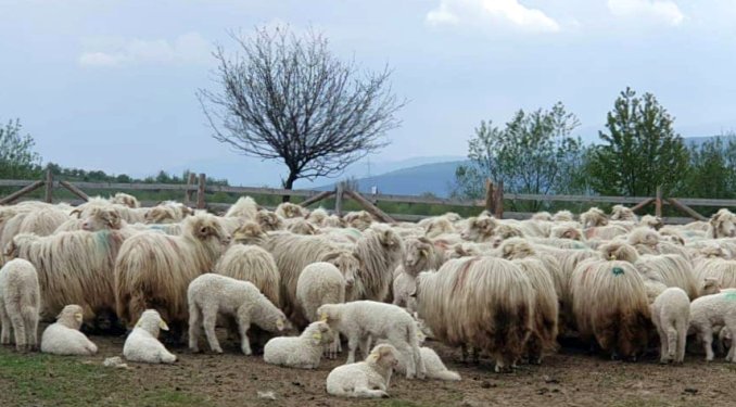 Barbat in varsta de 37 de ani din comuna Banca, retinut de politisti ...